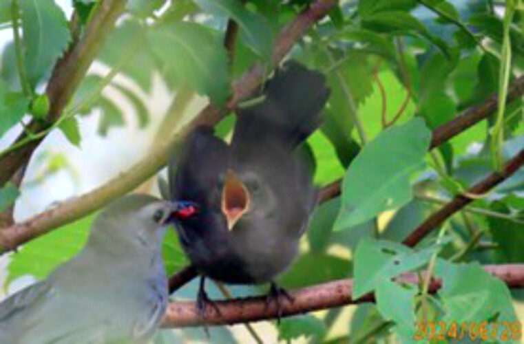 Pennsylvania’s triumvirate of songbird mimics | News, Sports, Jobs ...